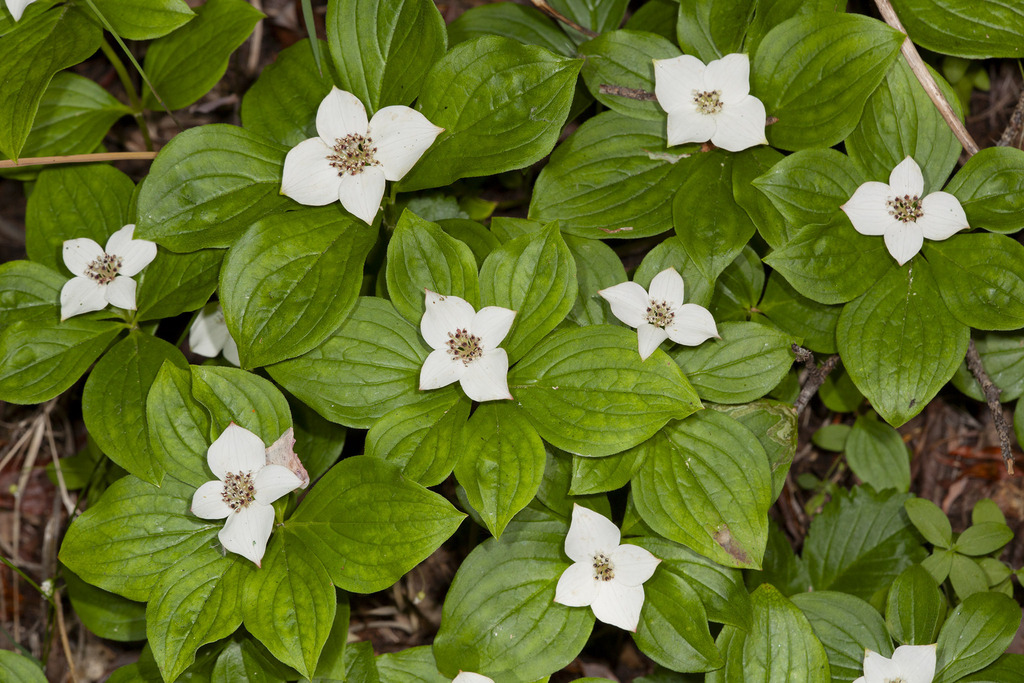 Canadian bunchberry from Yukon, Canada on July 6, 2009 at 08:29 PM by ...