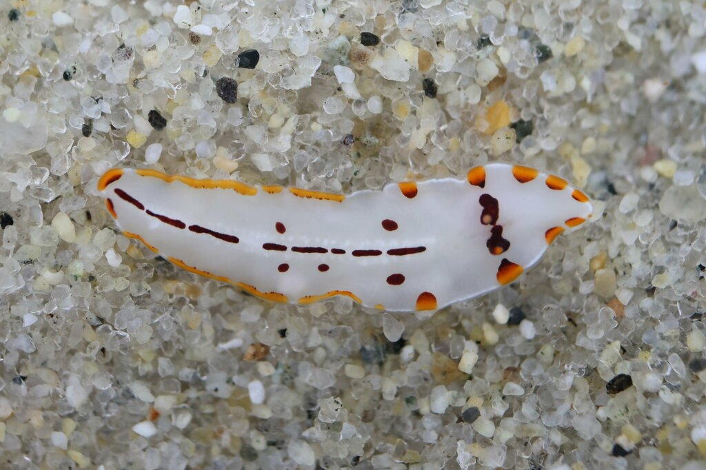 Stylochus insolitus (Polyclad flatworms of California) · iNaturalist