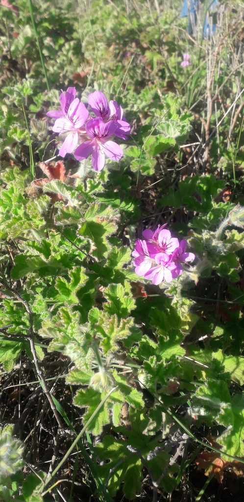 rose-scented geranium from University of The Western Cape, Erica Twp ...