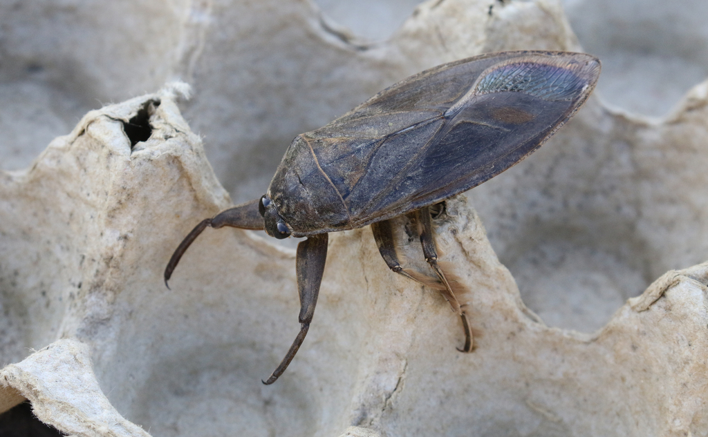American Giant Water Bug from 1410 n mckenzie river st on July 30, 2023 ...