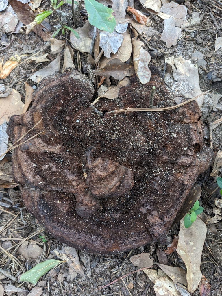 Dyer's Polypore from Earlewood, Columbia, SC, USA on August 1, 2023 at ...