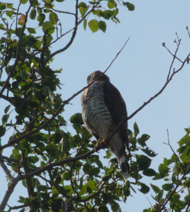 Broad-winged Hawk from Division No. 18, Manitoba, Canada on July 31 ...