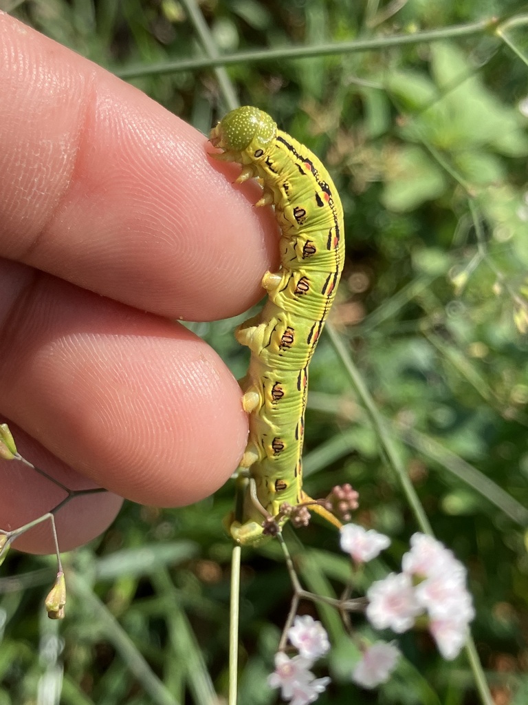 White-lined Sphinx from Santiago Ixcuintla, MX-NA, MX on August 1, 2023 ...