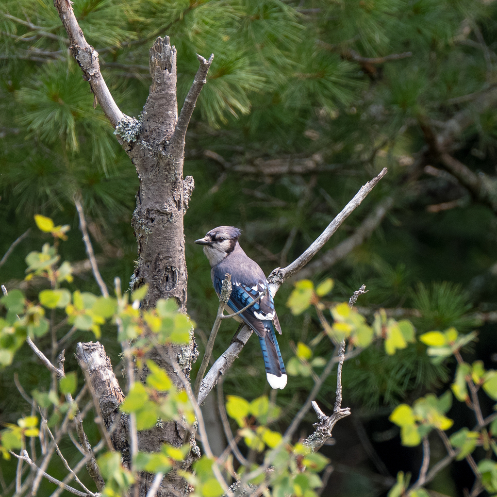 Blue Jay from Alger County, MI, USA on July 15, 2023 at 11:00 AM by ...