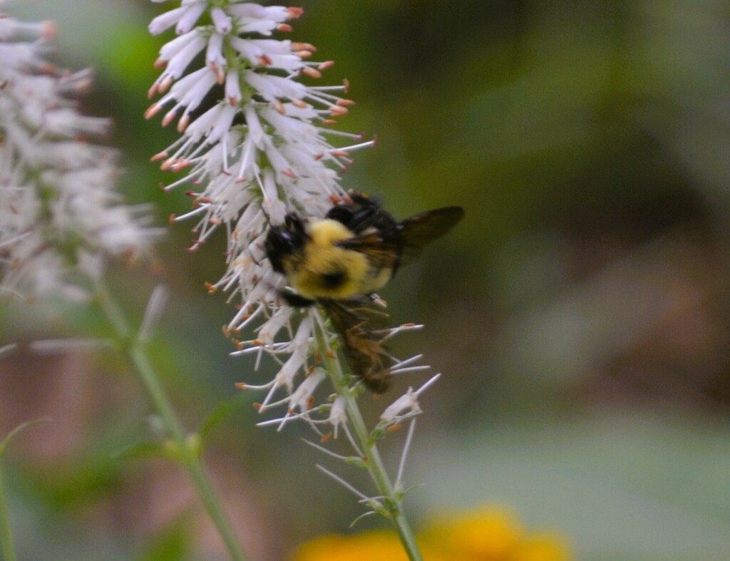 Two-spotted Bumble Bee in July 2023 by maryrose375 · iNaturalist