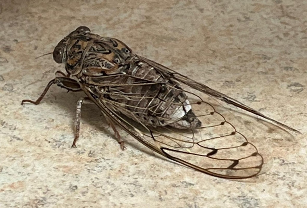 Cicada barbara lusitanica from Algarve Motorhome Park Tavira on August 1, 2023 at 08:00 AM by ...