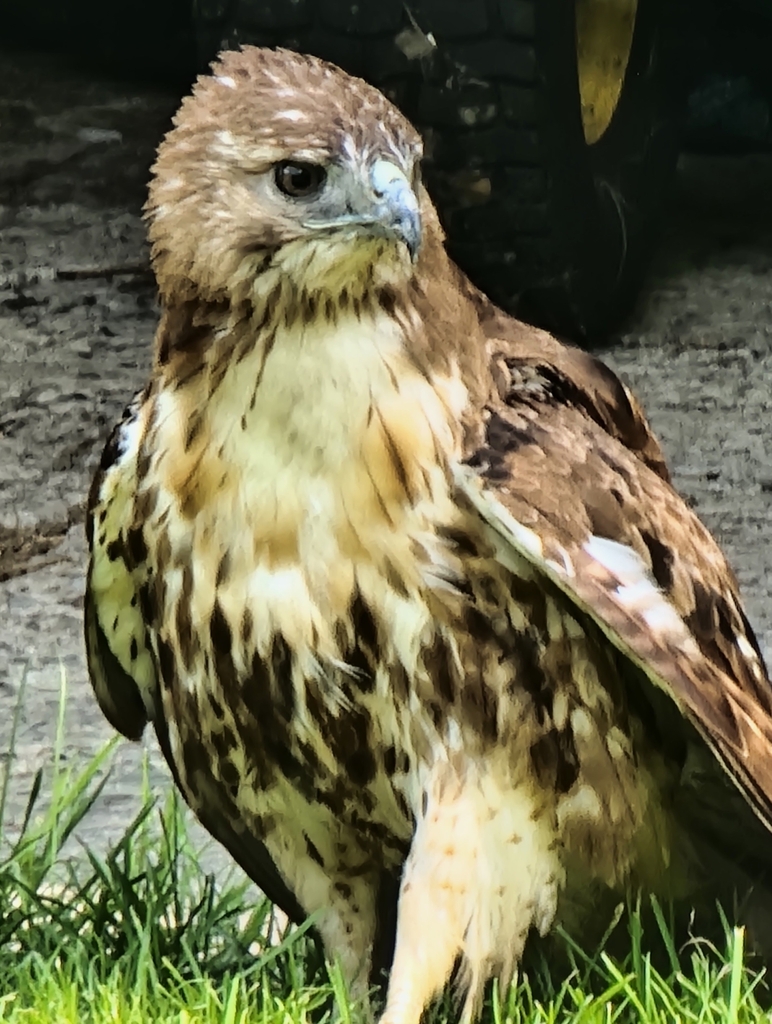 Eastern Red-tailed Hawk from Ellicott, NY, USA on August 1, 2023 at 02: ...