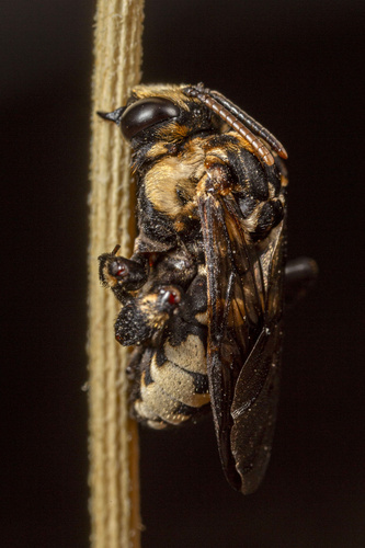 Abeja pintada colectora de aceite (Ericrocis pintada)