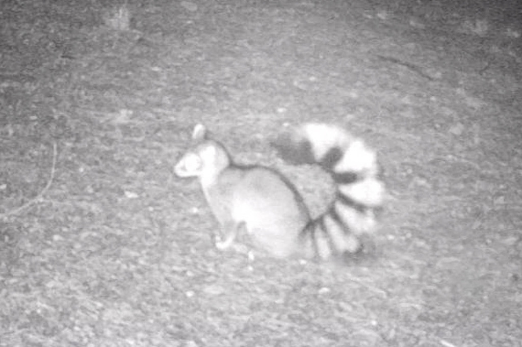 Ringtail from Cochise County, AZ, USA on March 15, 2022 at 01:12 PM by ...