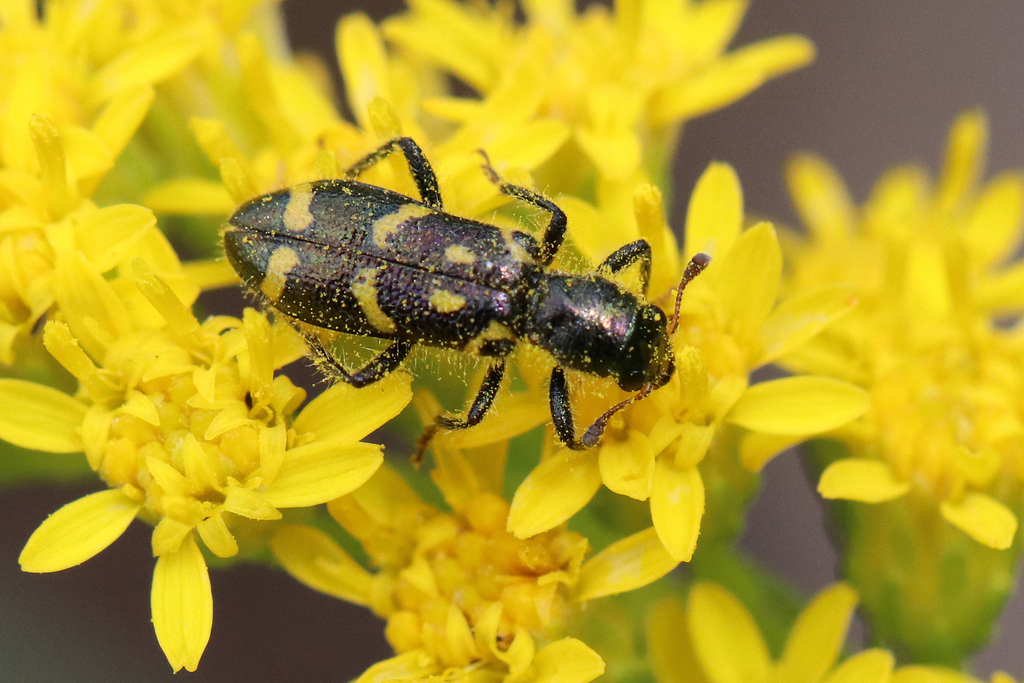 Ornate Checkered Beetle from Larimer County, CO, USA on July 31, 2023 ...