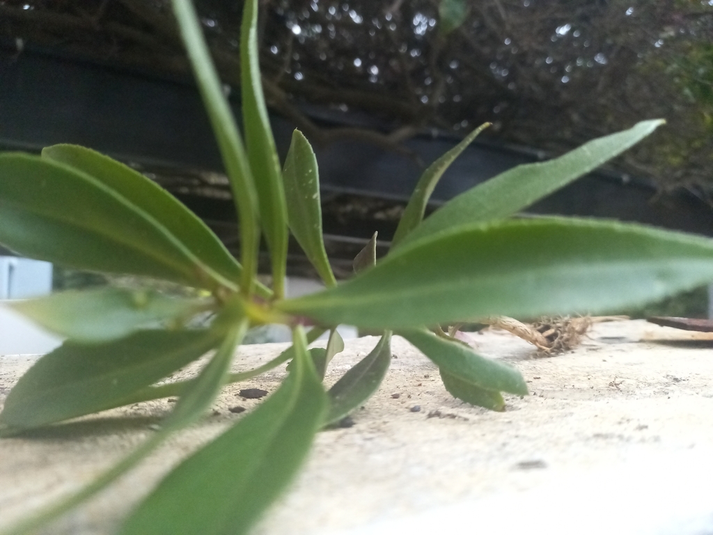 Australian Ngaio from Wilderness, GRDM, South Africa on July 31, 2023 ...