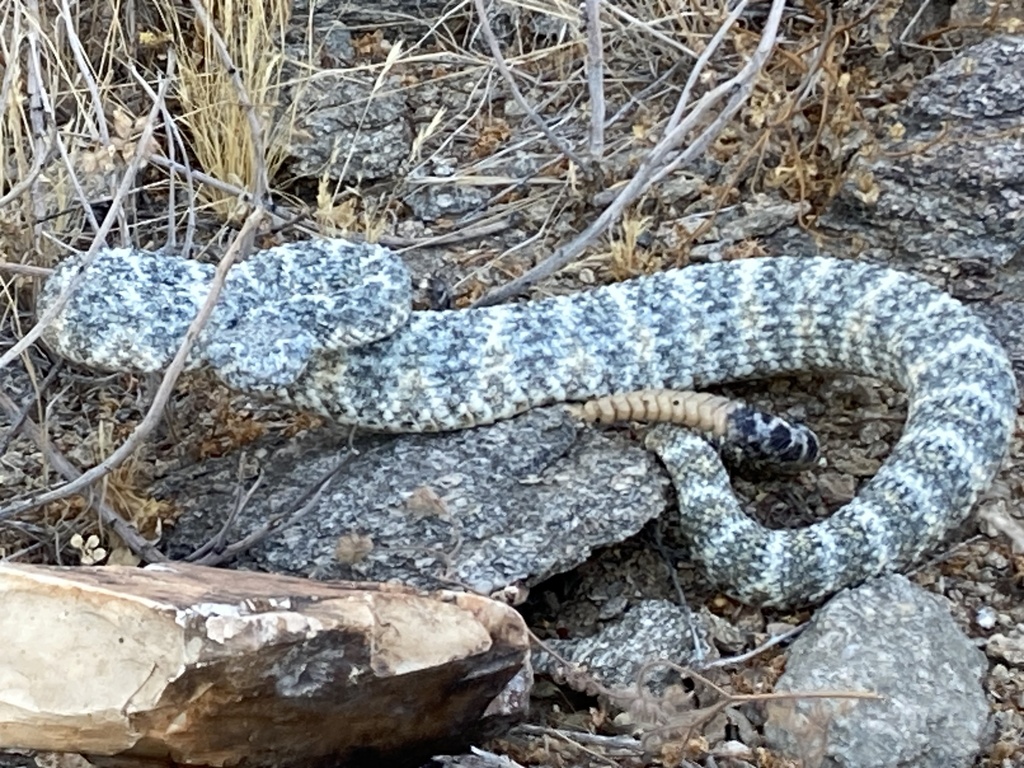Southwestern Speckled Rattlesnake from South Mountain Park/Preserve ...