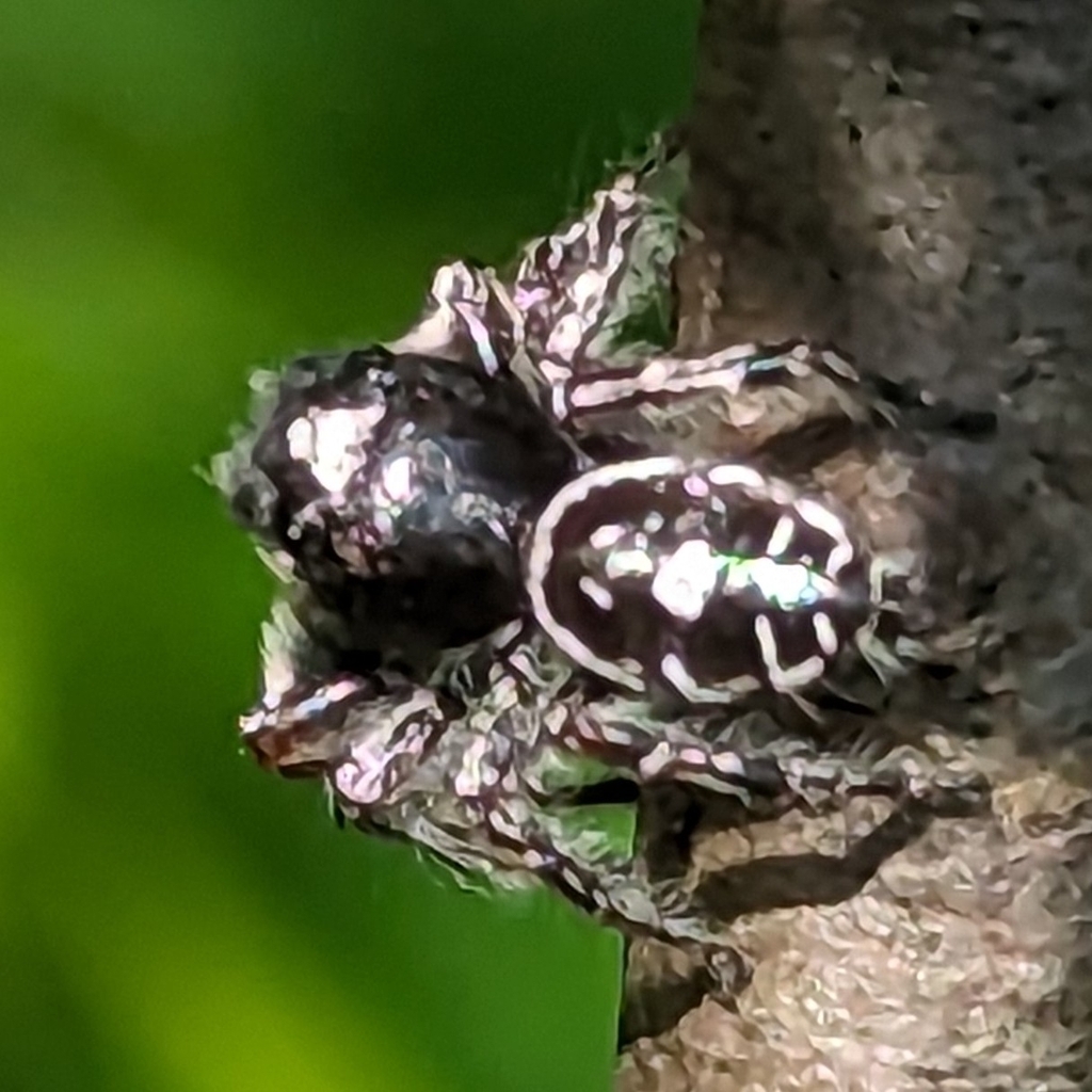 Putnam's Jumping Spider from Glenview, IL 60025, USA on August 1, 2023 ...