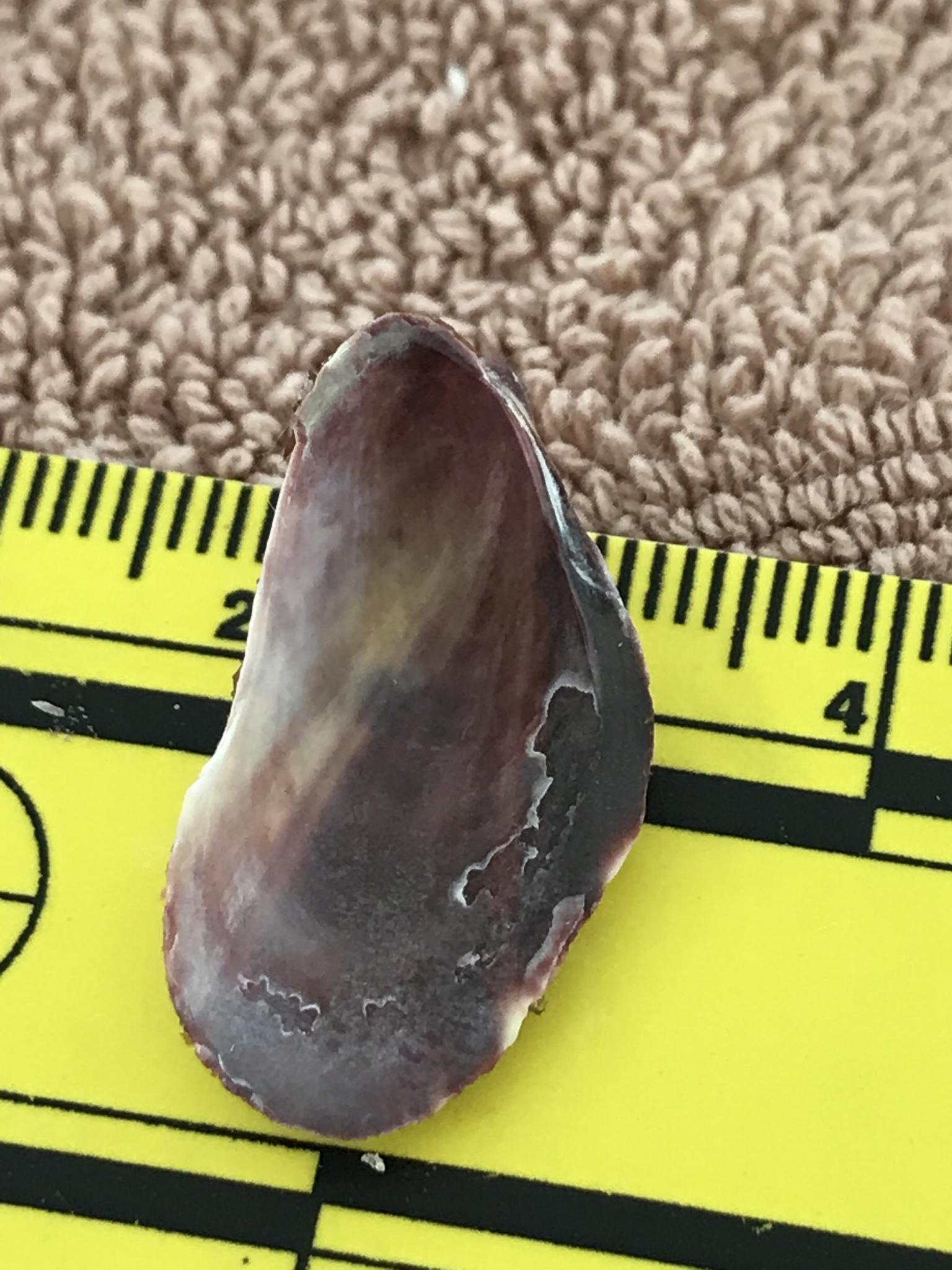 Modiolus americanus Leach, 1815