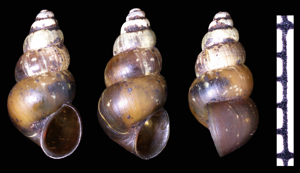 Slender Walker from Avery County, NC, USA on June 17, 2023 at 08:10 PM ...