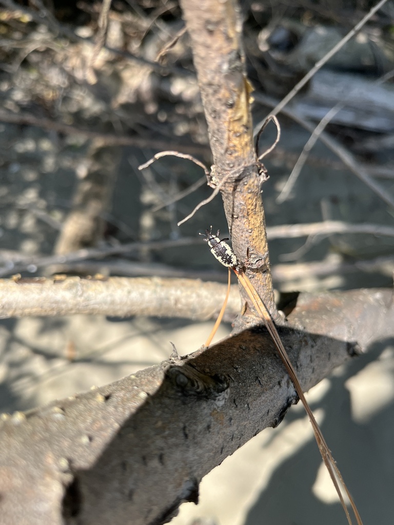 Avocado Weevil from Aster Rd, Chesapeake Beach, MD, US on July 30, 2023 ...