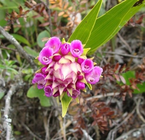 Elleanthus sphaerocephalus · NaturaLista Colombia