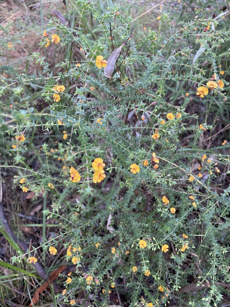 Pultenaea spinosa from Moffatt Park, Waterford West, QLD, AU on August ...