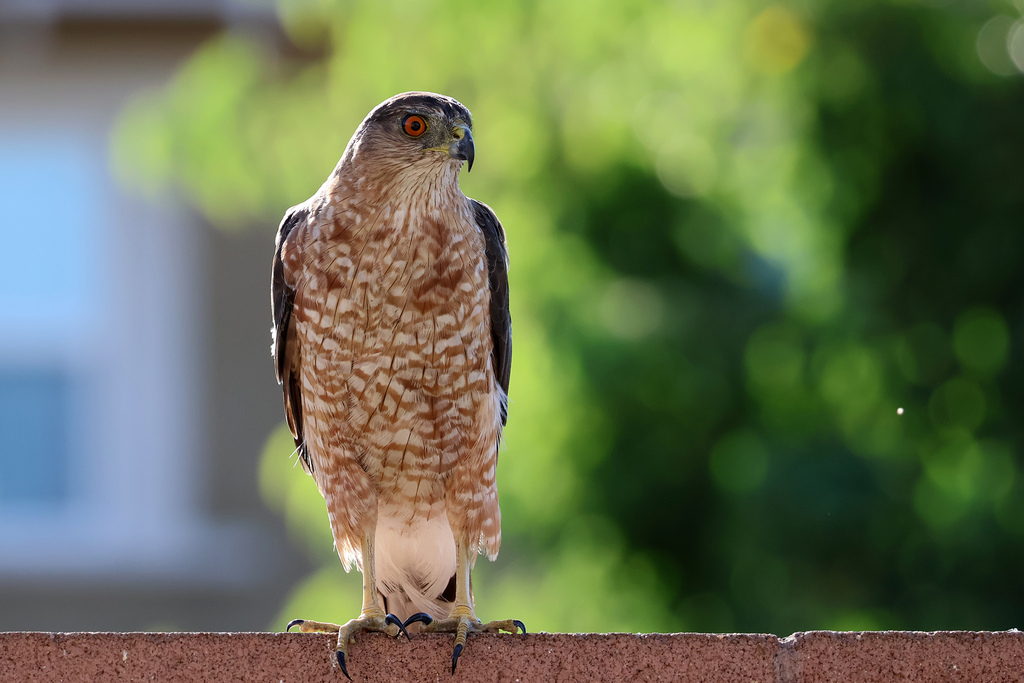 Cooper's Hawk from Citrus Heights, Fontana, CA 92336, USA on July 20 ...