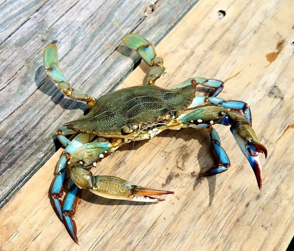 Atlantic Blue Crab from Cherrystone Beach on August 1, 2023 by Gary ...