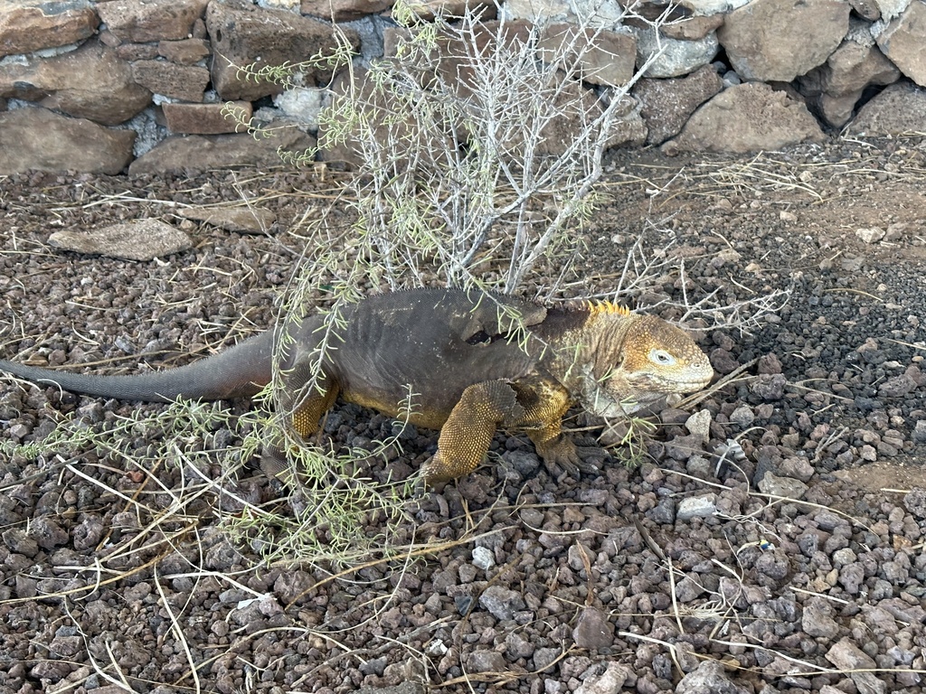 Galápagos Land Iguana in August 2023 by Rita Jansen. Galapagos, Baltra ...