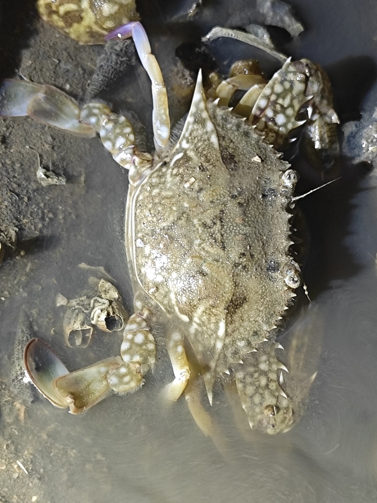 Asian Blue Swimming Crab from 海南省临高县新盈镇泊潮老村 on August 2, 2023 at 03:59 ...