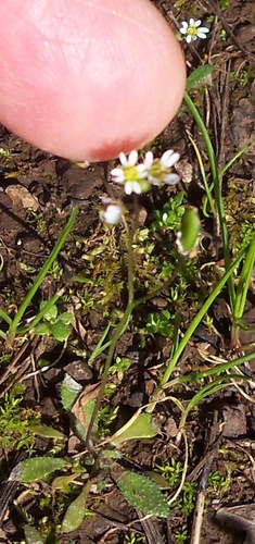 Spring draba (DRVE2) (OCTC Flora Guide) · iNaturalist