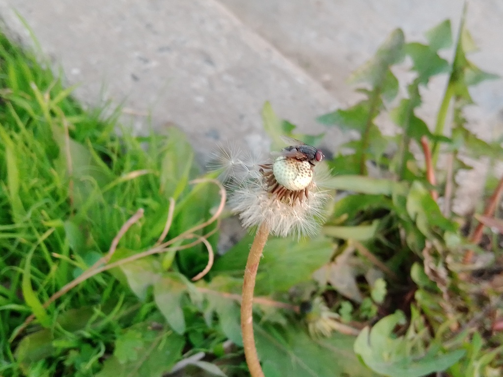 False Stable Fly from Bella Vista, Provincia de Buenos Aires, Argentina ...