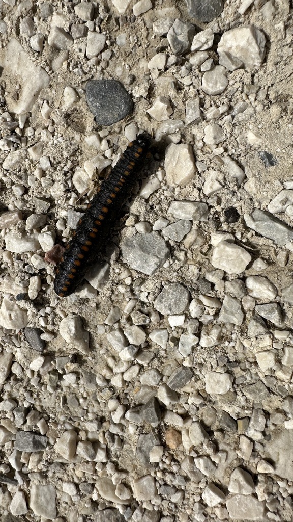 Cucullia lucifuga from Salzburg, AT on July 31, 2023 at 10:52 AM by ...