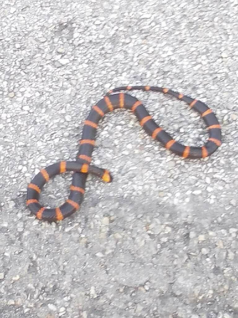 Terrestrial Snail Sucker from Mexico on July 31, 2023 by Daniel Jesús ...