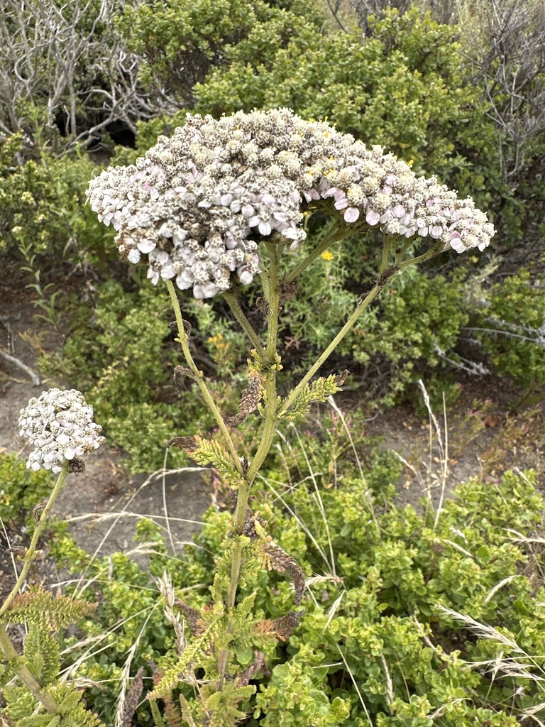 common yarrow from North Pacific Ocean, CA, US on August 1, 2023 at 03: ...
