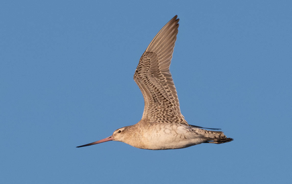 Eastern Bar-tailed Godwit in July 2023 by Ben Ackerley · iNaturalist