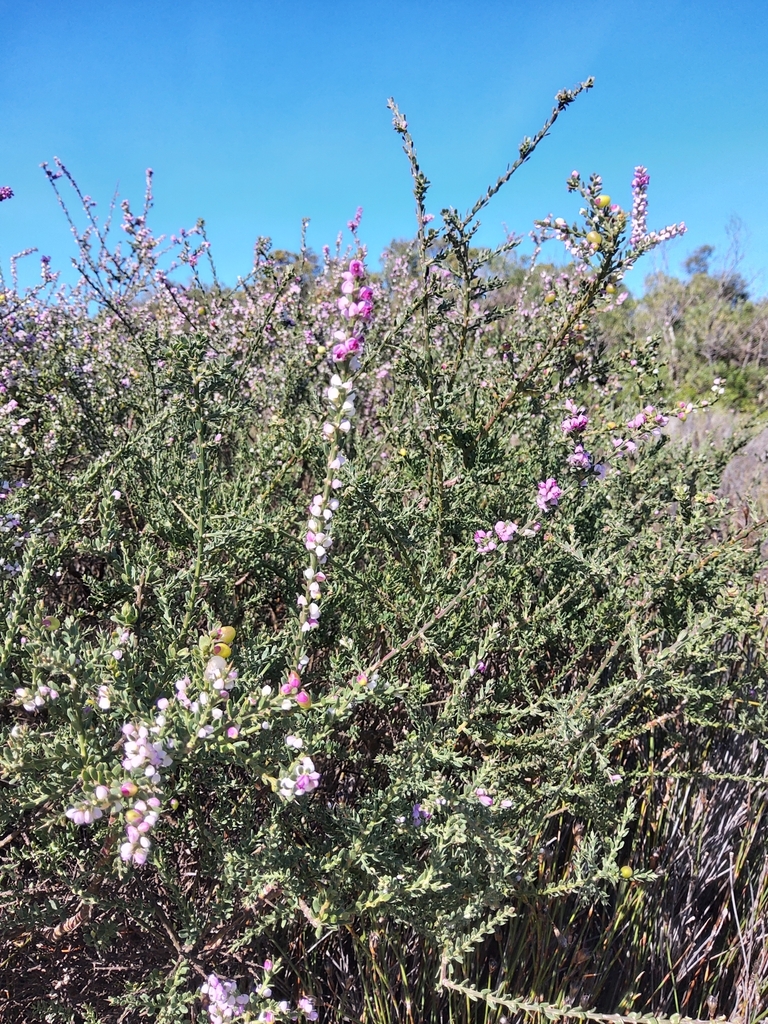 tortoise berry from Cape Flats Nature Reserve on August 1, 2023 at 02: ...