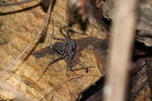 Tendarapo (Phrynus alfonsoi)
