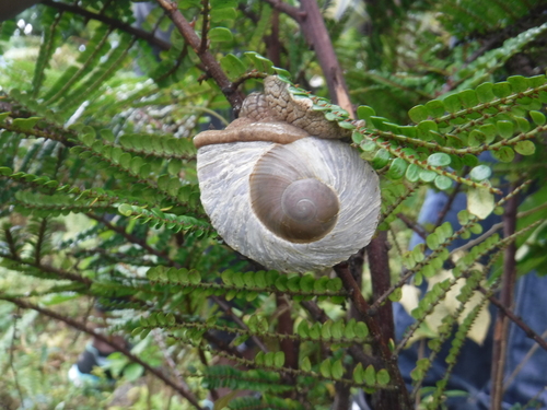 Polydontes obliterata · iNaturalist