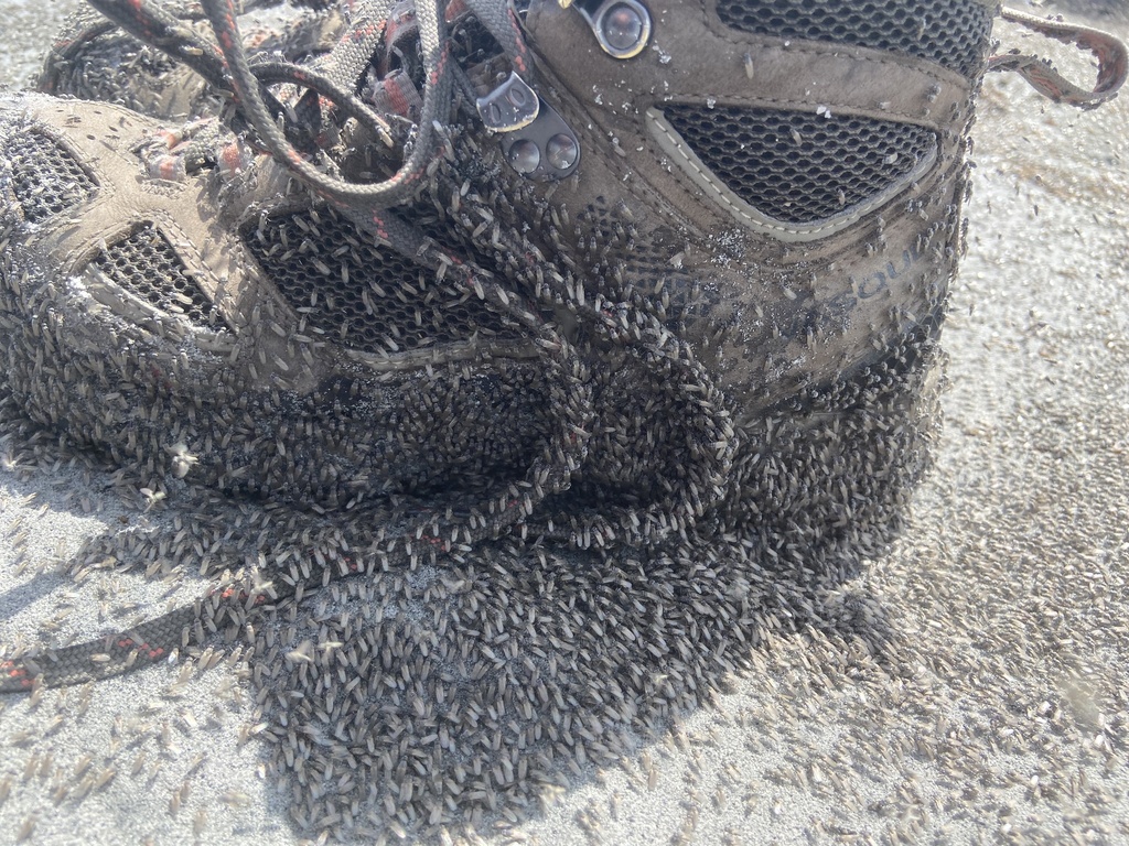 Mono Lake Alkali Fly from Great Salt Lake, Magna, UT, US on August 1 ...