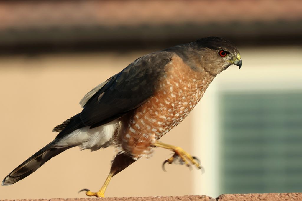 Cooper's Hawk from Citrus Heights, Fontana, CA 92336, USA on December ...