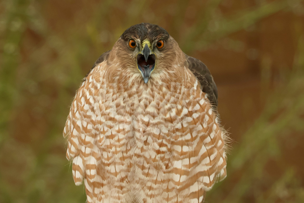Cooper's Hawk from Citrus Heights, Fontana, CA 92336, USA on December ...