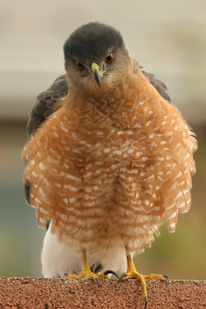 Cooper's Hawk from Citrus Heights, Fontana, CA 92336, USA on December 6 ...