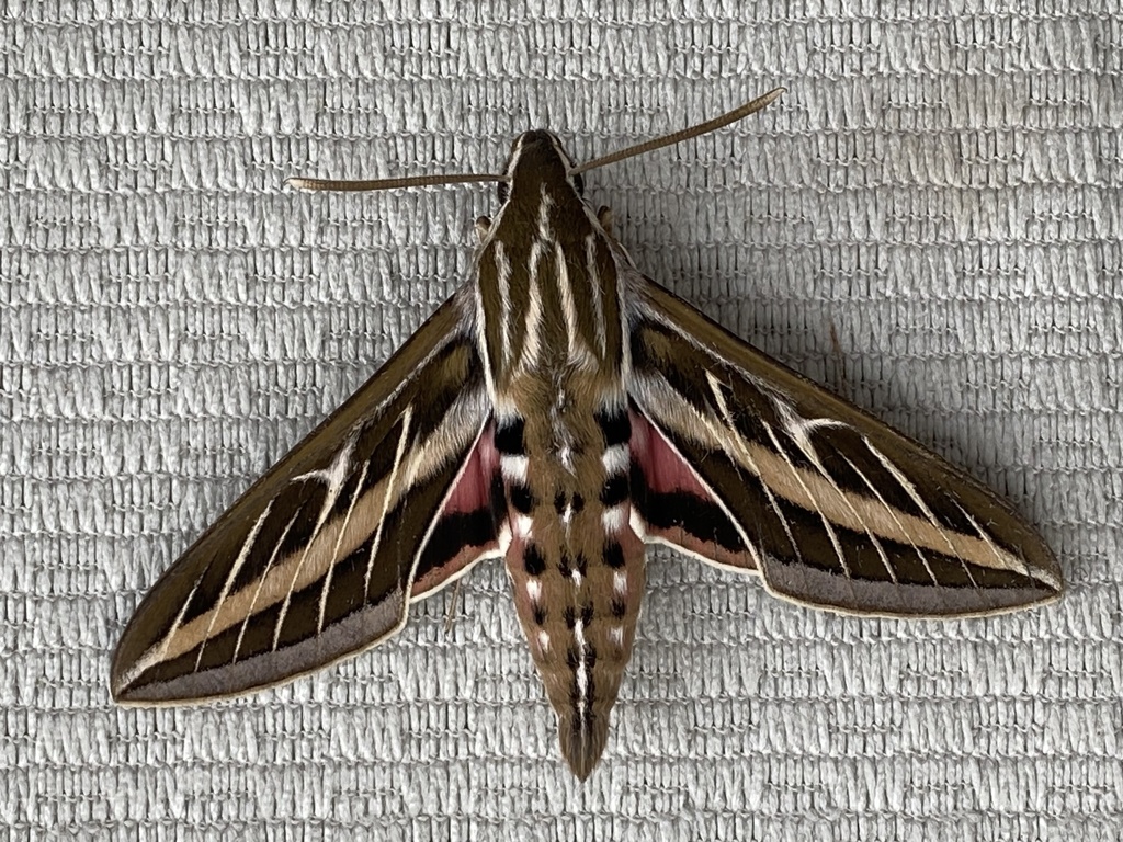 White-lined Sphinx from Flaming Gorge National Recreation Area, Dutch ...