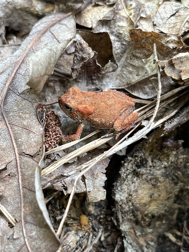 North American Toads from William B. Umstead State Park, Raleigh, NC ...