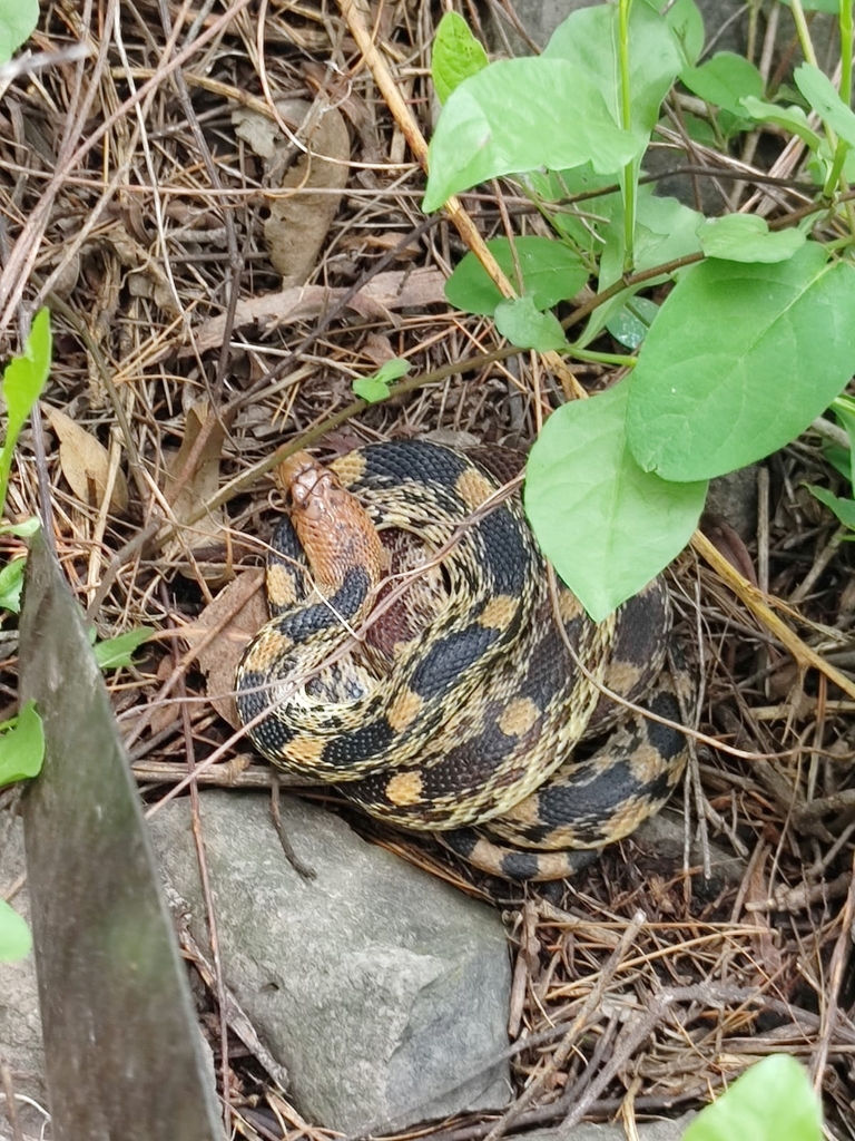 Mexican Bull Snake from 07155 Ciudad de México, CDMX, México on August ...