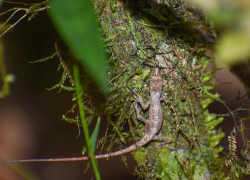 Blue-eyed Grass-bush Anole (Anolis alutaceus) - Snakes and Lizards