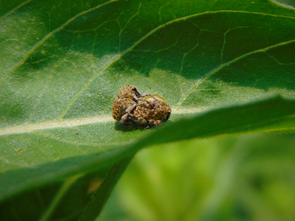 Acanthoscelidius acephalus from Ferndale, MD, USA on August 1, 2023 at ...