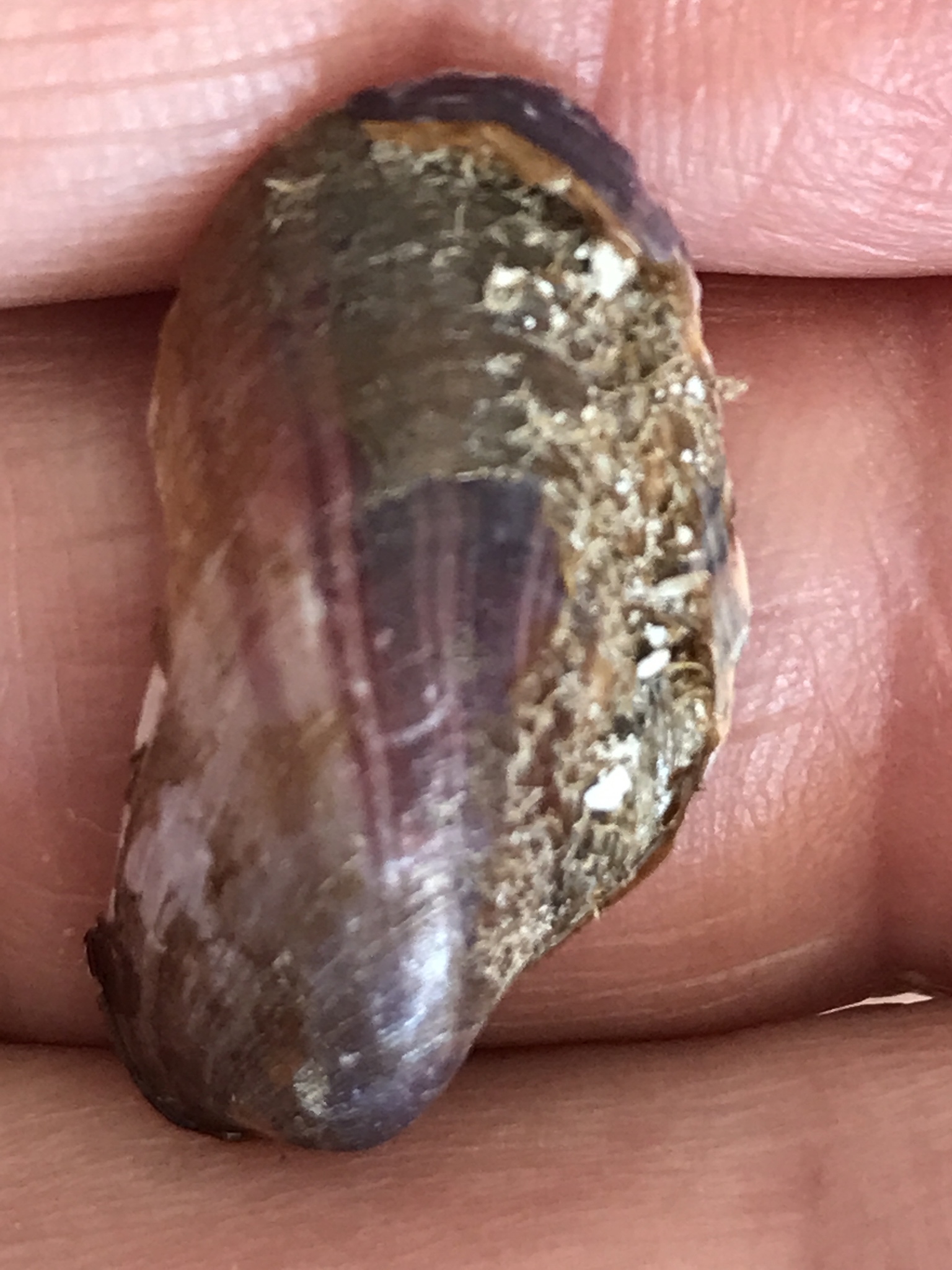 Modiolus americanus Leach, 1815