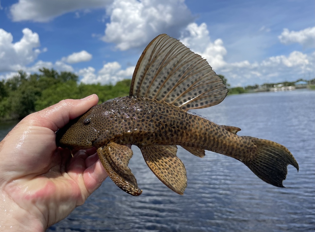 Typical Plecos from Kissimmee River, Okeechobee, FL, US on August 1 ...