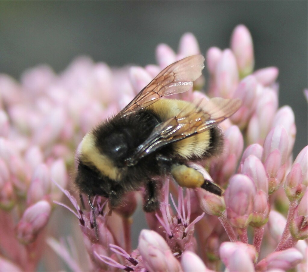 Yellow-banded Bumble Bee in August 2023 by rkluzco · iNaturalist