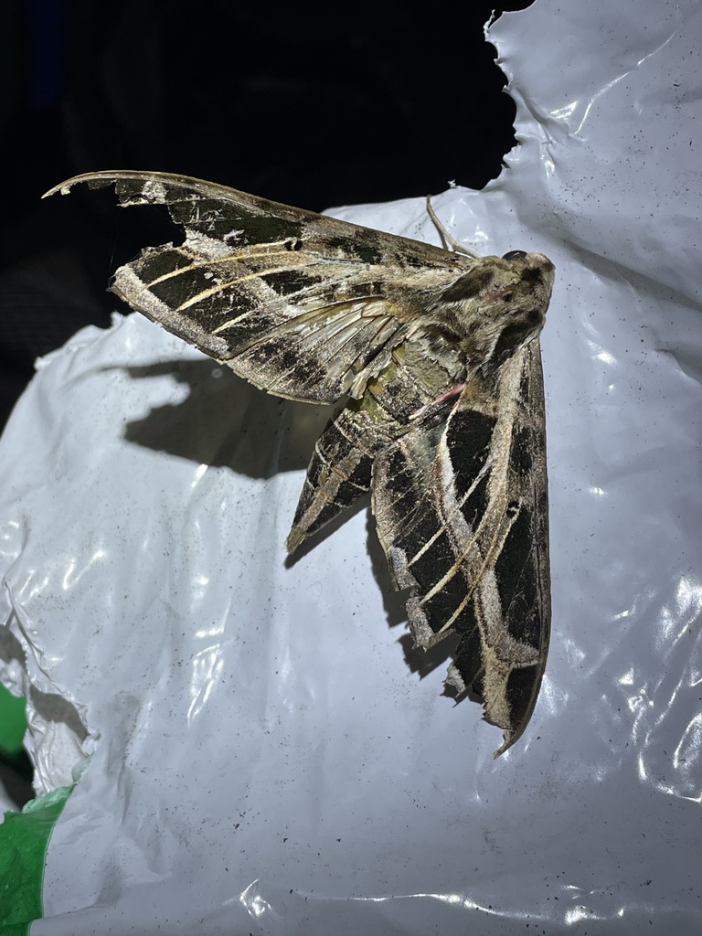 Vine Sphinx from Agua Prieta, Son., MX on July 24, 2023 at 09:21 PM by ...