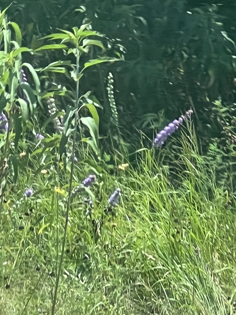 rough blazing star from US-69 N, Atoka, OK, US on July 30, 2023 at 01: ...