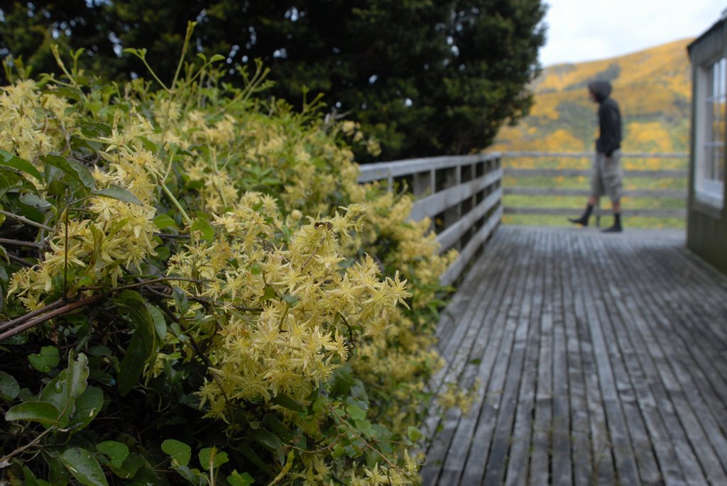 (Clematis foetida) - Botanical Realm